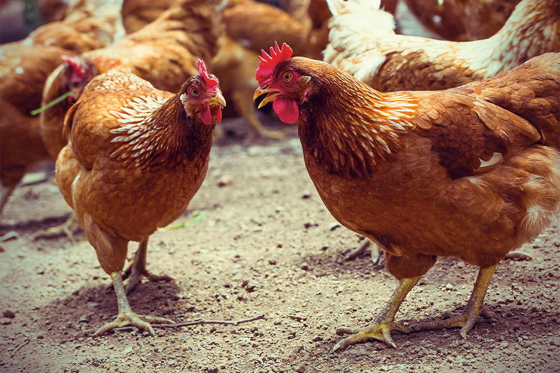 A-Fowl of the Law – Fort Lauderdale Magazine