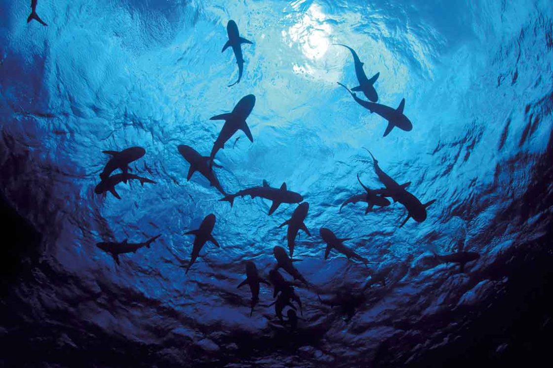 Jaws of Life – Fort Lauderdale Magazine