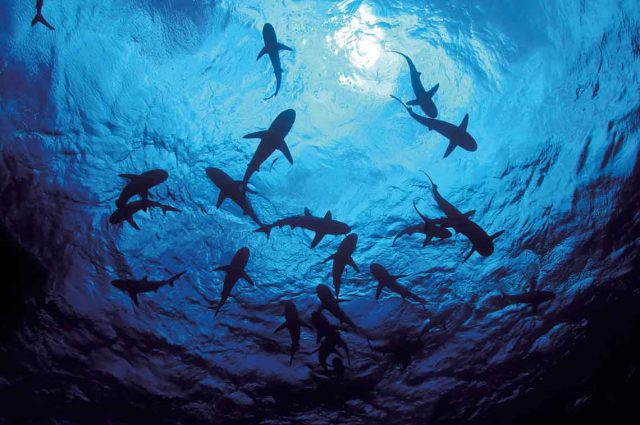 Jaws of Life – Fort Lauderdale Magazine