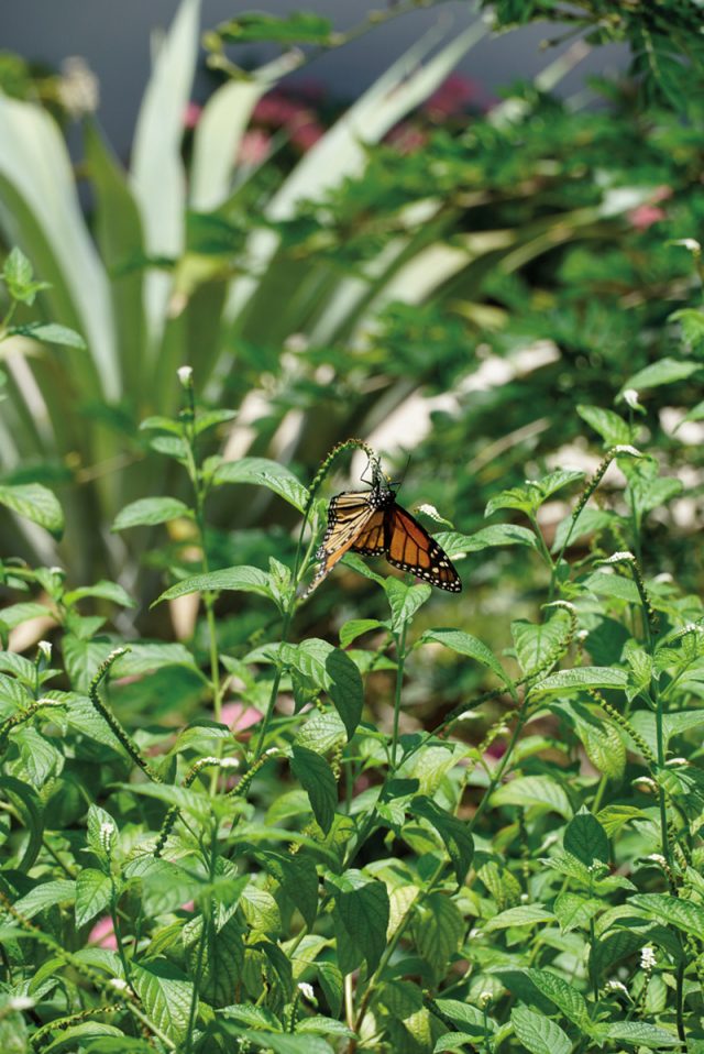 The Good, Green Life – Fort Lauderdale Magazine